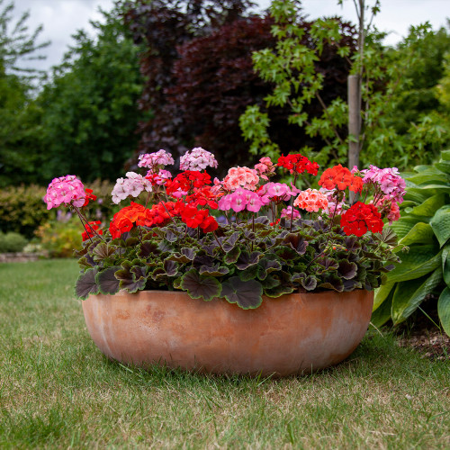 Shop Geranium Horizon Shadows Mix | J. Parker's