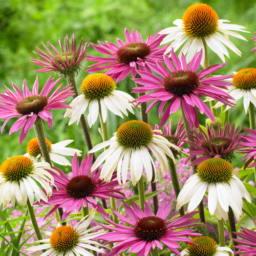 Shop Cottage Garden Perennial Collection | J. Parker's