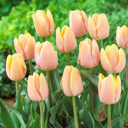 Buy Tulip Magic Lavender/Mango Charm | J. Parker's