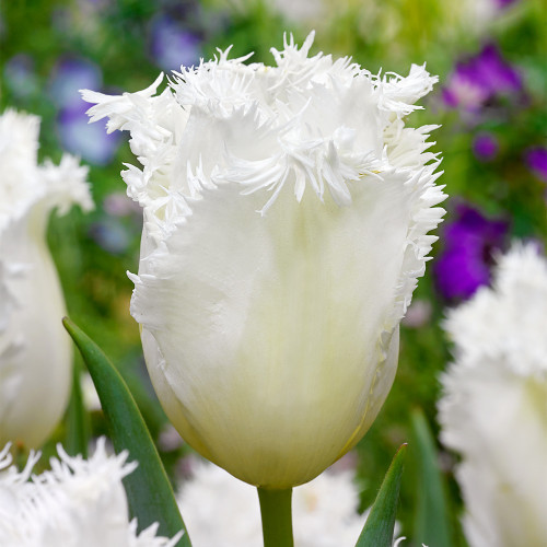 Buy Tulip Fringed Collection at jparkers.co.uk
