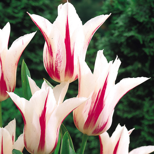 Buy Tulip Bicolour Lily Flower Collection at jparkers.co.uk Buy Tulip Bicolour Lily Flower Collection at jparkers.co.uk