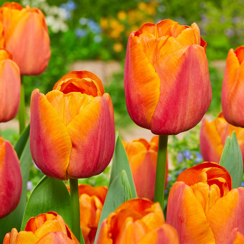 Buy Collection of Orange Tulips at jparkers.co.uk