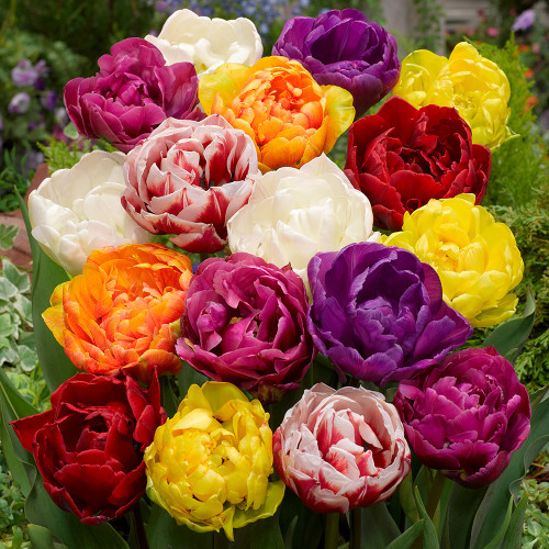 Shop Tulip Mixtures Collection 3 | J Parker's