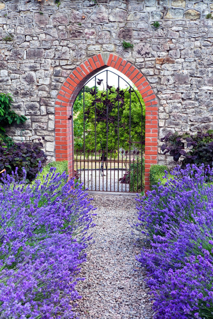 10 Free Dwarf Lavender Munstead - JParkers