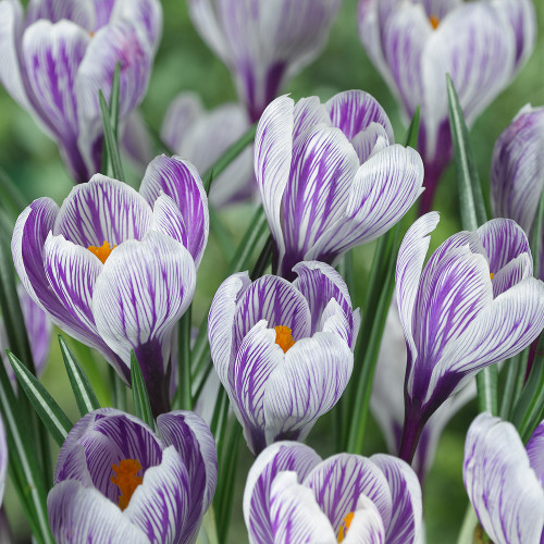Crocus Striped Beauty | J Parker Dutch Bulbs