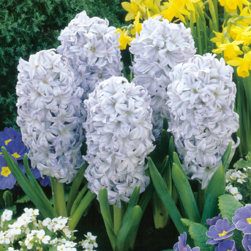 Top Size Hyacinths 17-18cm - JParkers