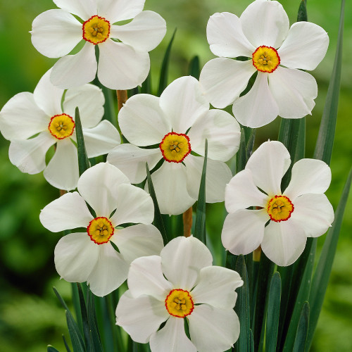 Narcissus Fragrant Poeticus Collection | J.Parker's