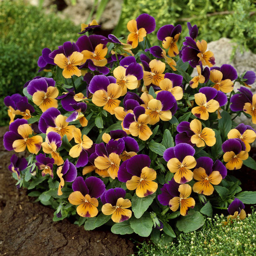 Viola Sorbet Orange Duet - JParkers