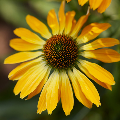 Echinacea Yellow Skipper- JParkers