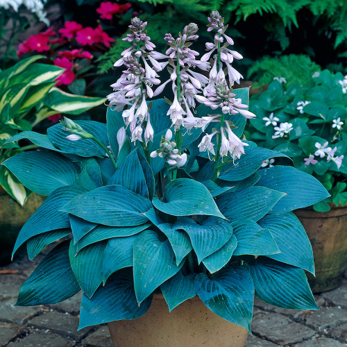 Shop RHS AGM WINNING - Herbaceous Border Perennial Collection | J. Parker's