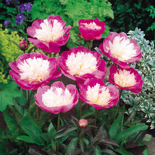 Shop RHS AGM WINNING - Herbaceous Border Perennial Collection | J. Parker's