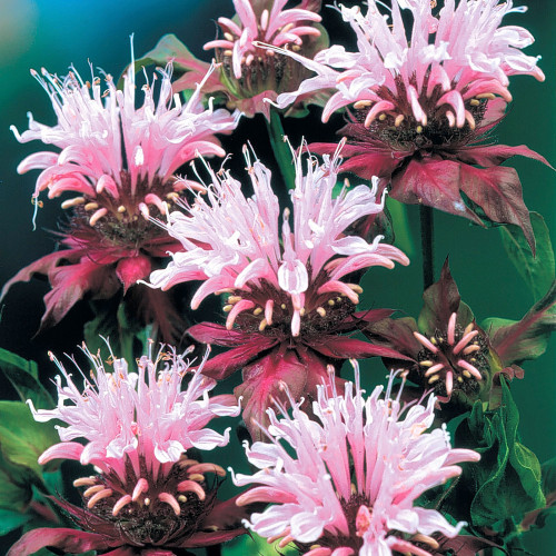 Shop RHS AGM WINNING - Herbaceous Border Perennial Collection | J. Parker's