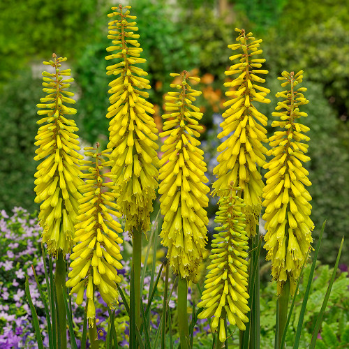 Shop RHS AGM WINNING - Herbaceous Border Perennial Collection | J. Parker's