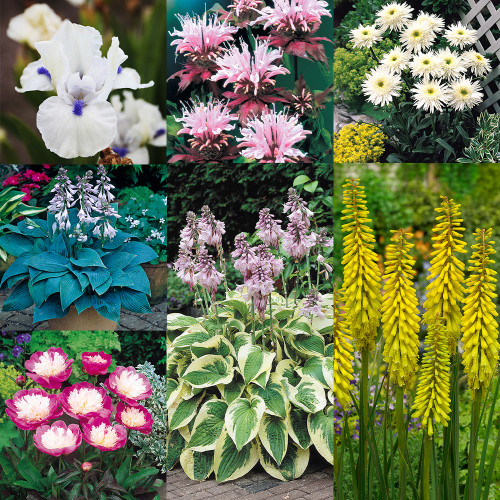 Shop RHS AGM WINNING - Herbaceous Border Perennial Collection | J. Parker's