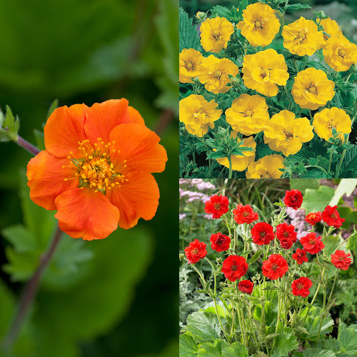 Geum Popular Mixed - JParkers