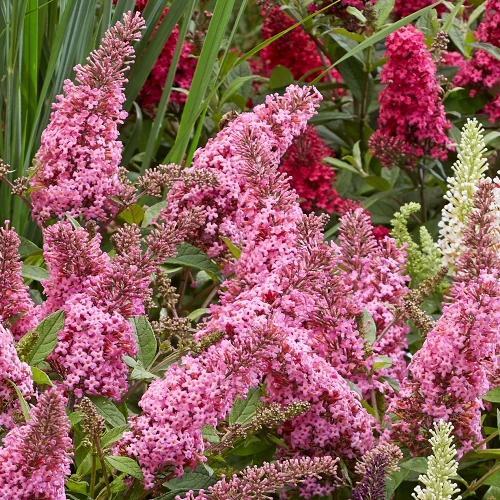 Buy Buddleia d. Butterfly Candy Little 'Bubblegum' (pink) | J. Parker's