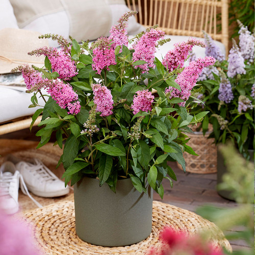 Buy Buddleia d. Butterfly Candy Little 'Bubblegum' (pink) | J. Parker's