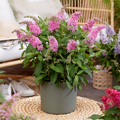 Buy Buddleia d. Butterfly Candy Little 'Bubblegum' (pink) | J. Parker's