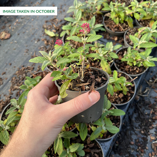Buy Buddleia d. Butterfly Candy Little 'Raspberry' (Red) | J. Parker's