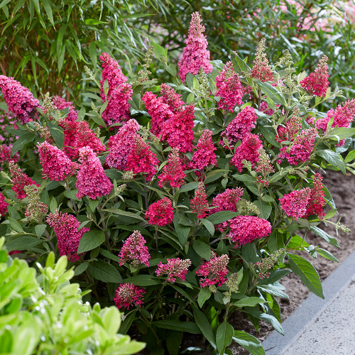 Buy Buddleia d. Butterfly Candy Little 'Raspberry' (Red) | J. Parker's