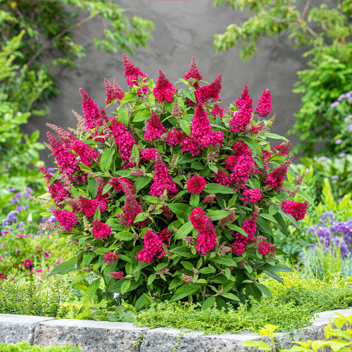 Buy Buddleia d. Butterfly Candy Little 'Raspberry' (Red) | J. Parker's