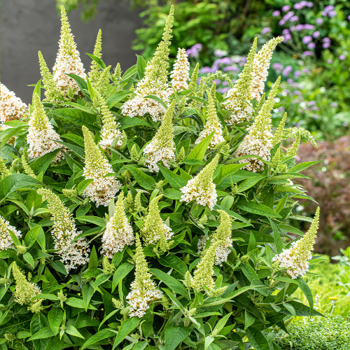 Shop Buddleia d. Butterfly Candy Little 'Coconut' (White) | J. Parker's