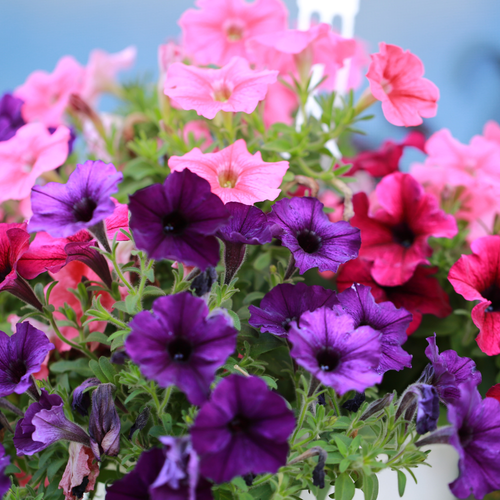 Buy Petunia Balcony Mix Seeds | J. Parker's Dutch Bulbs