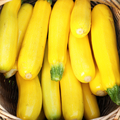 Buy Courgette Golden Seeds | J. Parker's Dutch Bulbs
