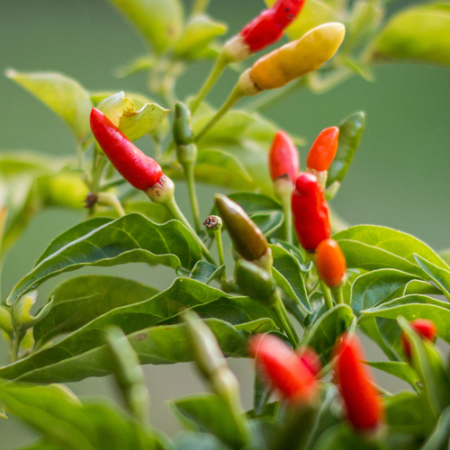 Pepper Hot - Bird Eye Itaico - JParkers