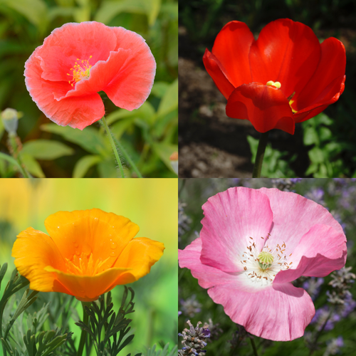 Buy California Poppy - Single Mix | J. Parker's
