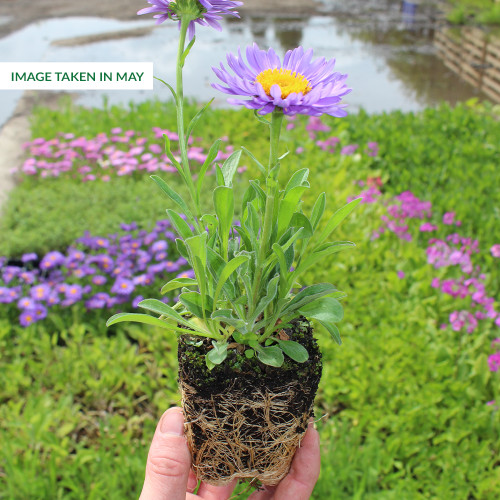 Shop Aster Alpinus Mix | J. Parker's