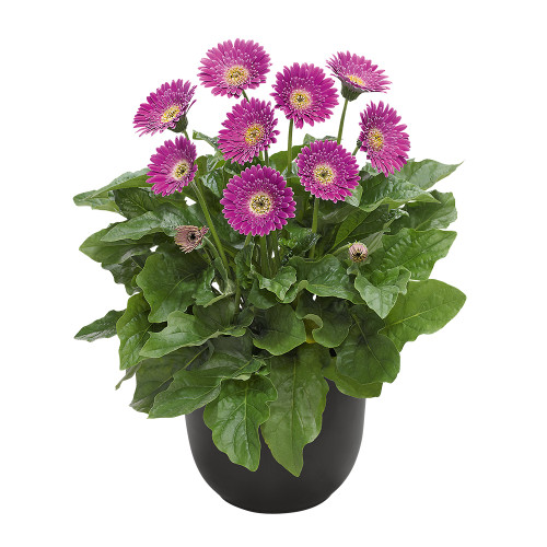 Shop Gerbera Garvinea Sweet Surprise | J. Parker's