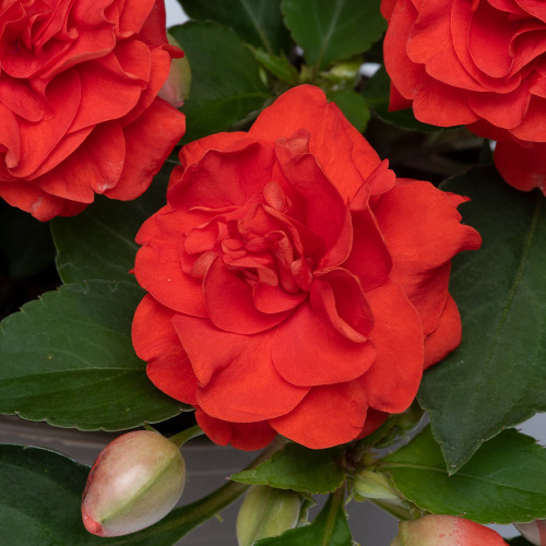 Shop Impatiens Glimmer Bright Red | J. Parker's