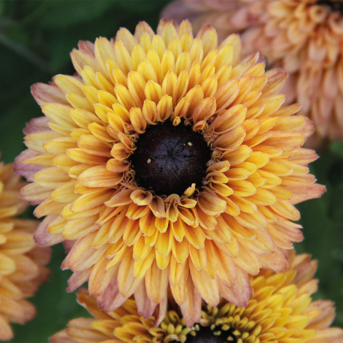 Shop Rudbeckia Summerdaisy Double Apricot J Parkers