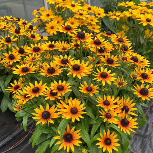 Shop Rudbeckia Summerdaisy Orange Bicolour | J. Parker's