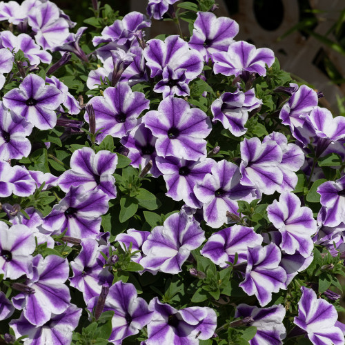 Shop Surfinia Blue Lagoon Star | J. Parker's