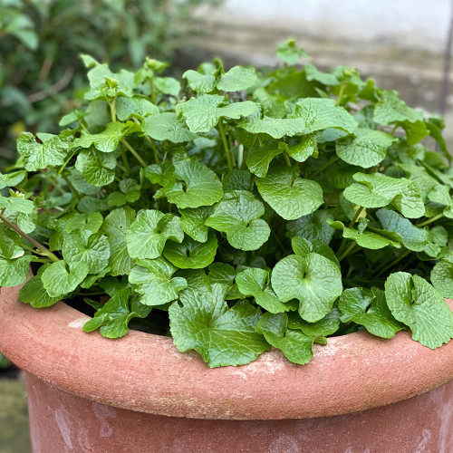 Shop Wasabi Plants | J. Parker's