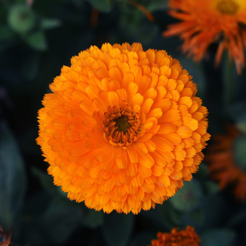 Shop Calendula Neon Seeds | J. Parker's