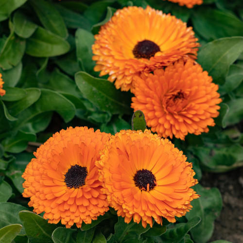 Shop Calendula Neon Seeds | J. Parker's