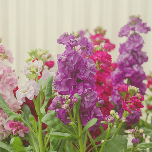 Shop Stocks Dwarf Ten Week Mix Seeds | J. Parker's