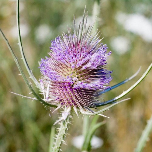 Shop Teasel Dipsacus Fullonum Seeds | J. Parker's
