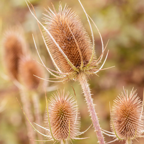 Shop Teasel Dipsacus Fullonum Seeds | J. Parker's