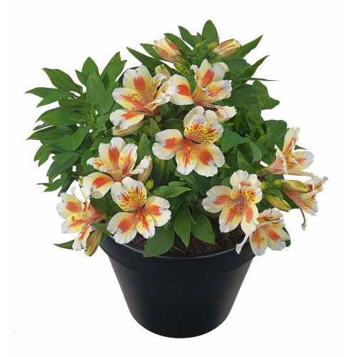 Alstroemeria Inticancha Sunset (Compact Habit) - JParkers