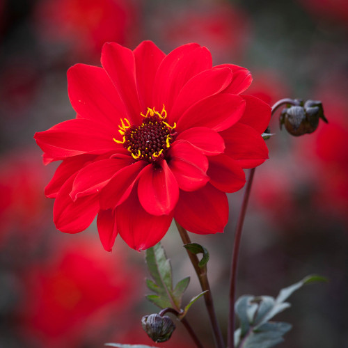Shop Red Dahlia Collection from J. Parker's for Less