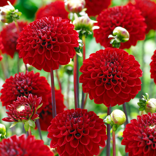 Shop Red Dahlia Collection from J. Parker's for Less