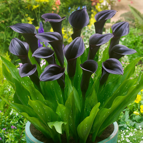 Shop Red Summer Bulb Collection | J. Parker's