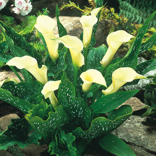 Shop White Summer Bulb Collection | J. Parker's