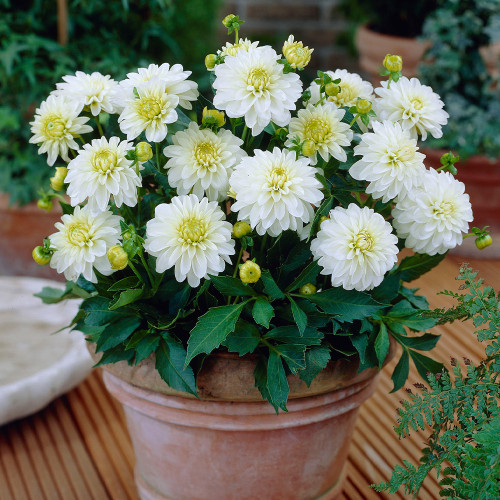 Shop White Summer Bulb Collection | J. Parker's