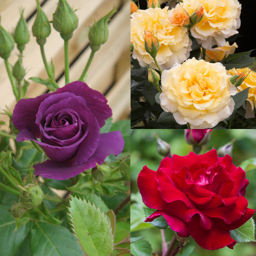 Shop 3 Award Winning Roses | J. Parker's
