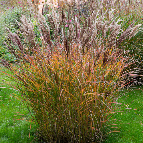 Shop Miscanthus sinensis 'Gracillimus' | J. Parker's
